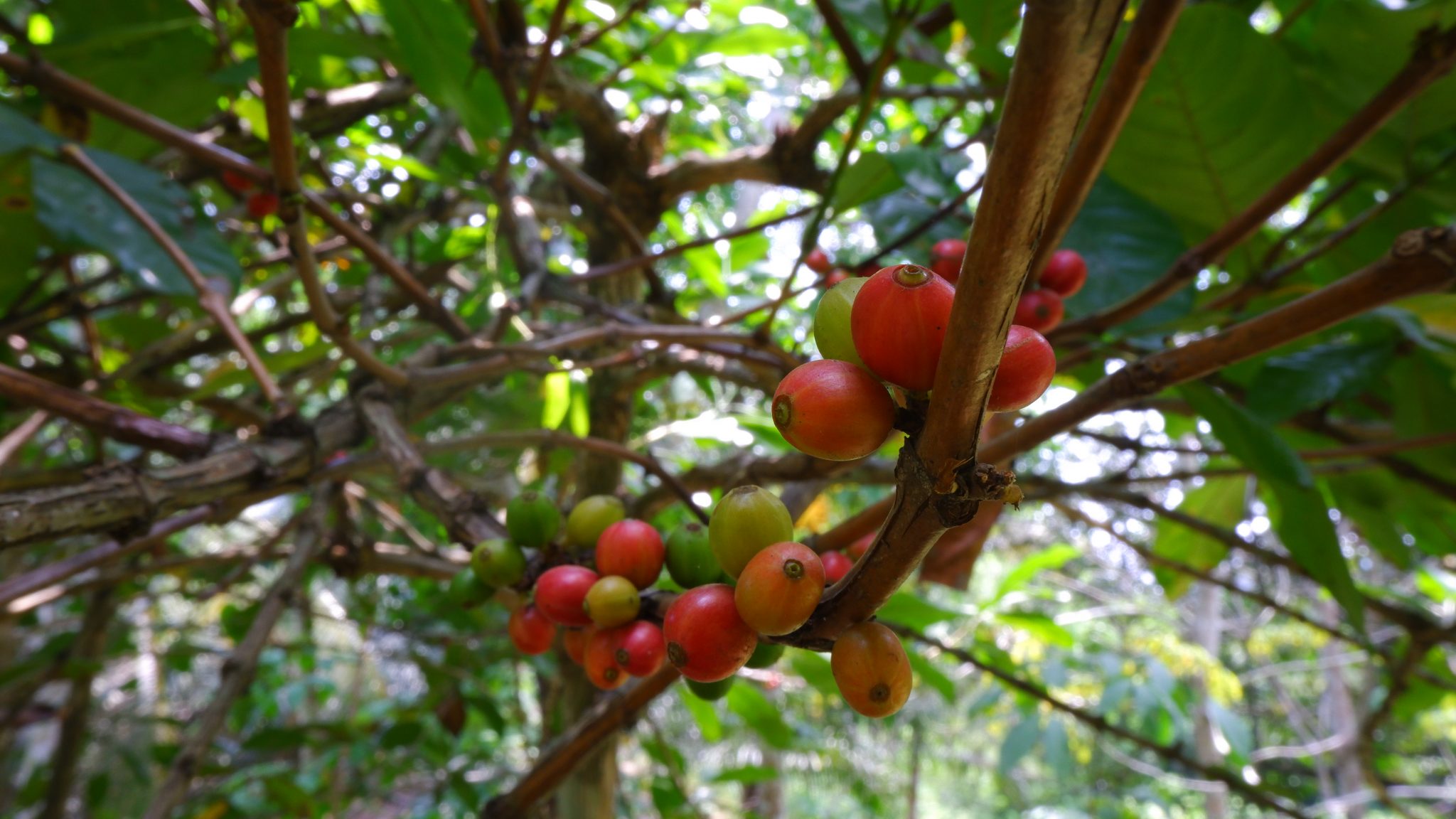 Kopi Liberika Kalimantan, Emas Hitam Tanah Laut